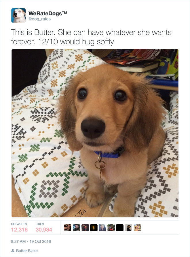 16 Tweets That'll Bring out the Dog Lover in You