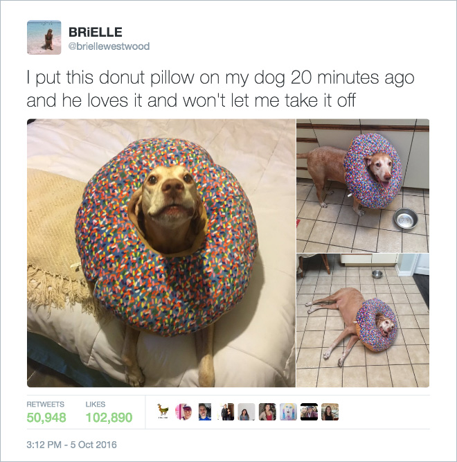 16 Tweets That'll Bring out the Dog Lover in You