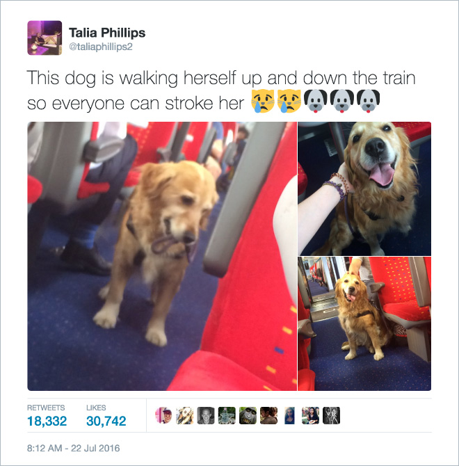 16 Tweets That'll Bring out the Dog Lover in You