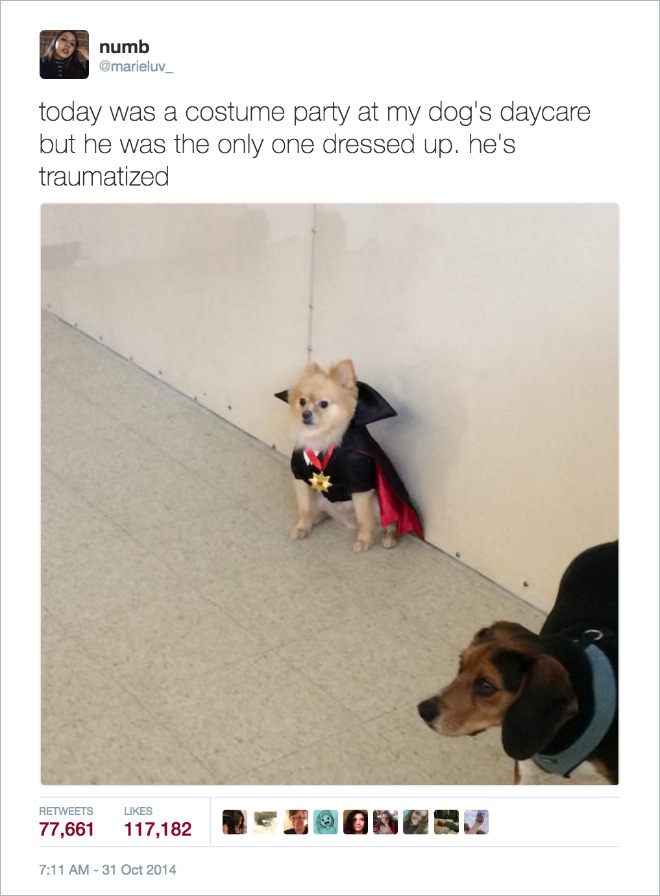 16 Tweets That'll Bring out the Dog Lover in You