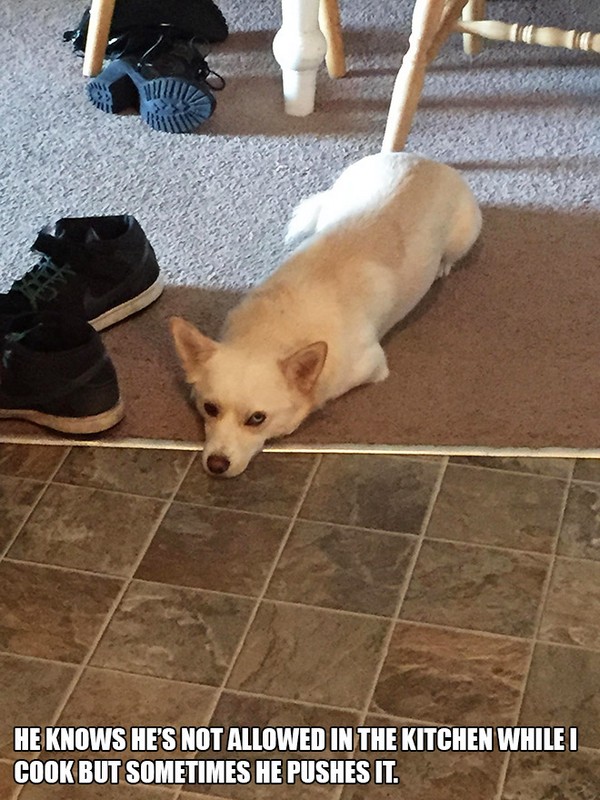 14 Dogs Who Know the Rules, and Are Bending Them Beautifully