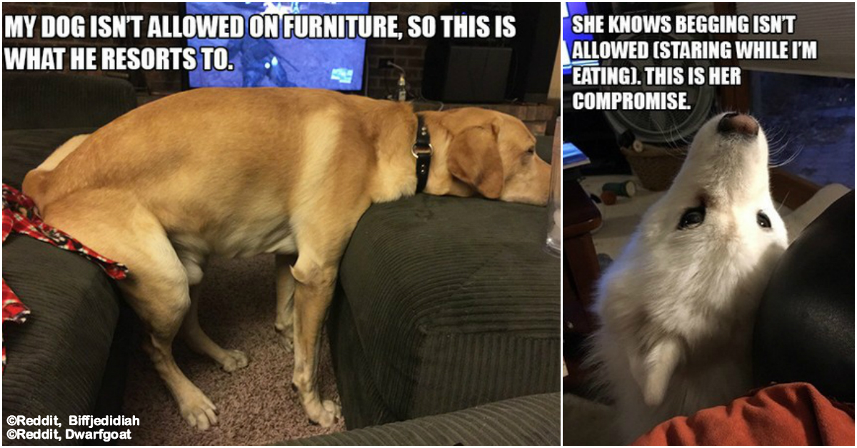 14 Dogs Who Know the Rules, and Are Bending Them Beautifully