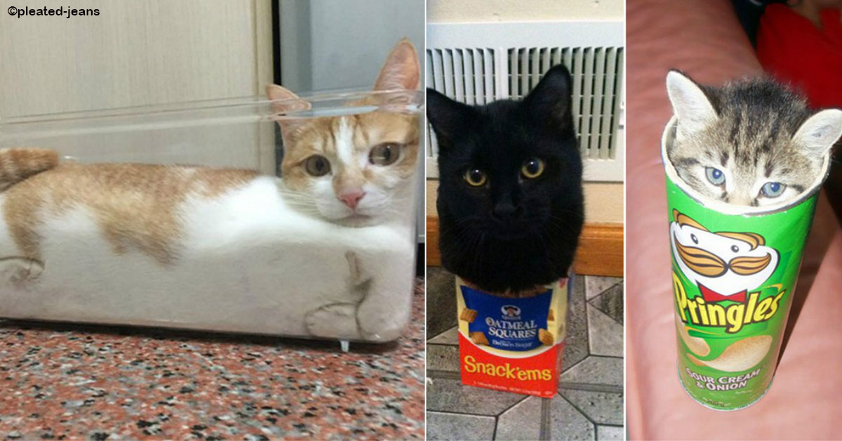 18 Bendable, Flexible, Seemingly Boneless Cats