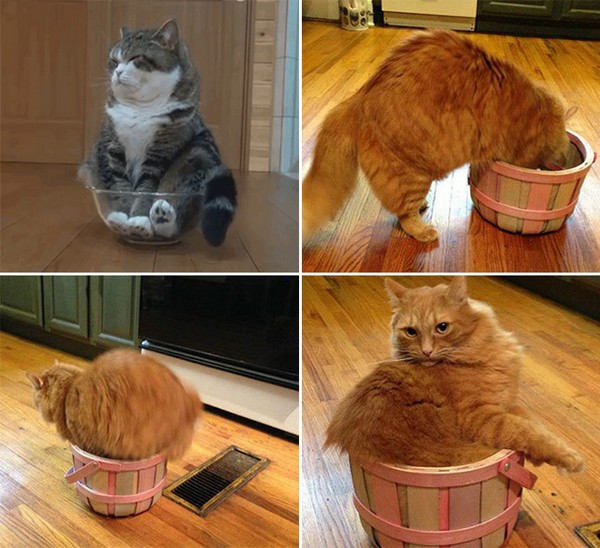 18 Bendable, Flexible, Seemingly Boneless Cats