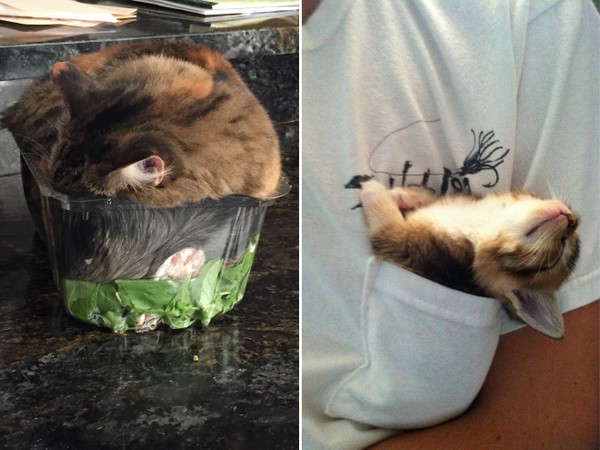 18 Bendable, Flexible, Seemingly Boneless Cats