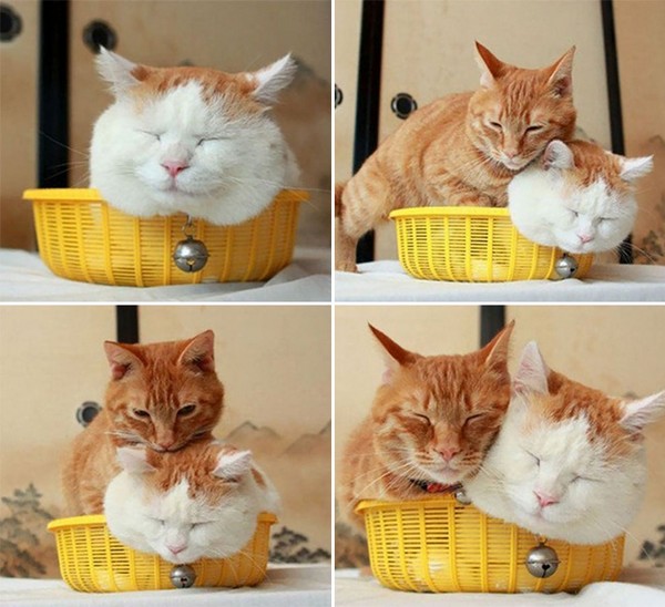 18 Bendable, Flexible, Seemingly Boneless Cats