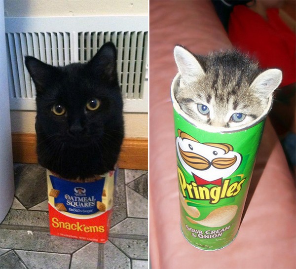 18 Bendable, Flexible, Seemingly Boneless Cats