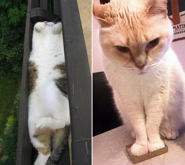 18 Bendable, Flexible, Seemingly Boneless Cats
