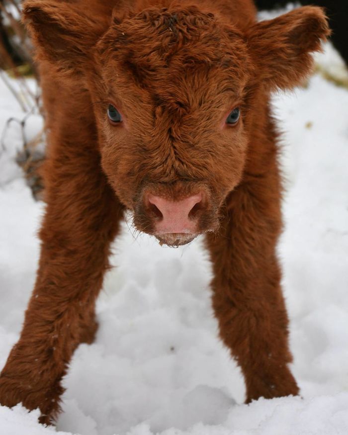 36 Adorable Calves to Make You Wish You Were a Farmer