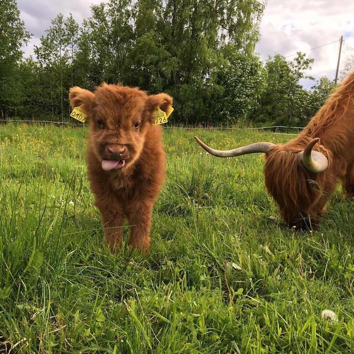 36 Adorable Calves to Make You Wish You Were a Farmer
