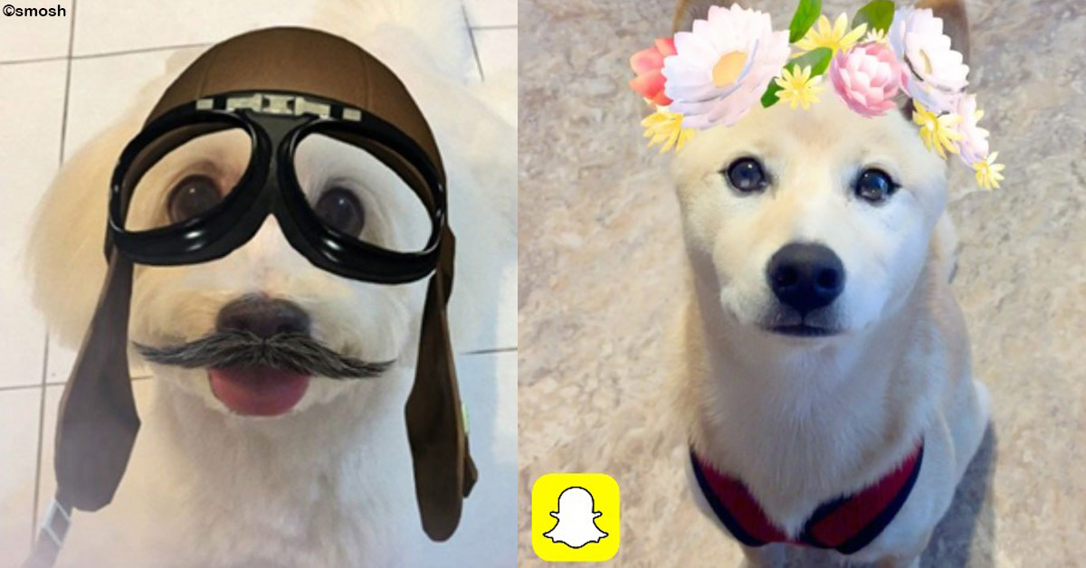 13 Snapchat Filters That Look Better on Dogs Than on You