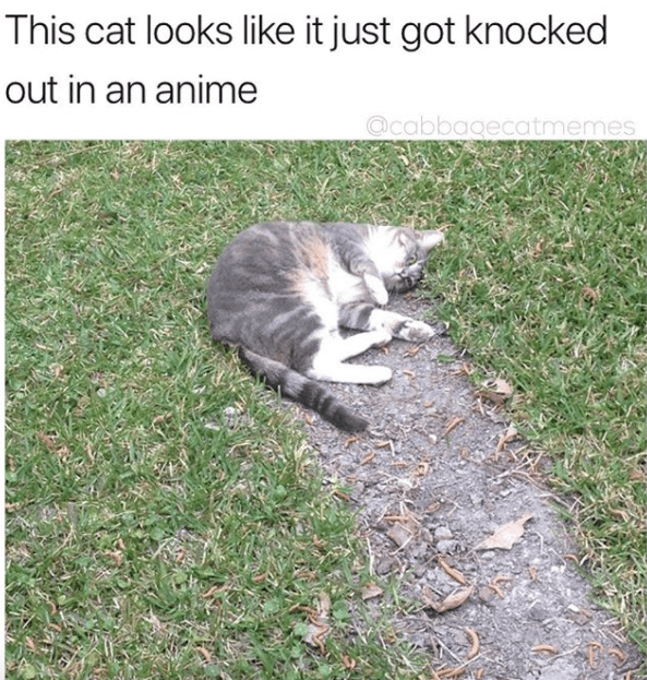 15 Cat Memes That Are Just Purr-Fect