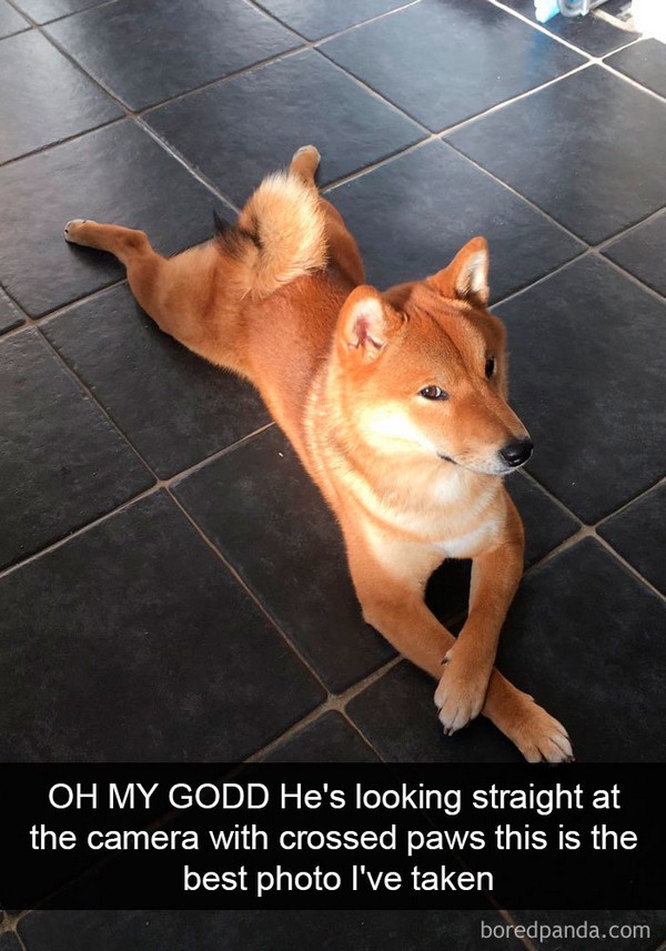 20 Dog Snapchats That'll Make You Howl