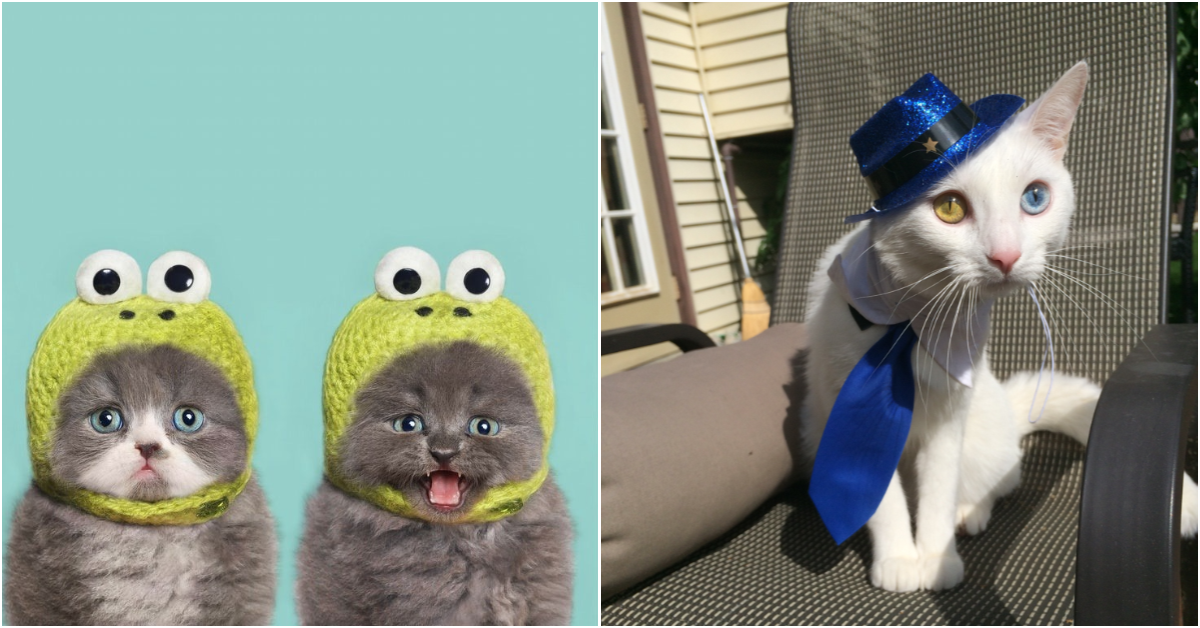 19 Adorable Cats in Hats