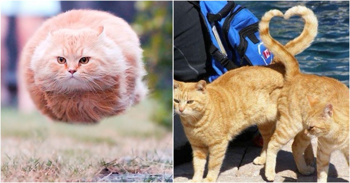 21 Cat Photos Taken At Just The Right Moment