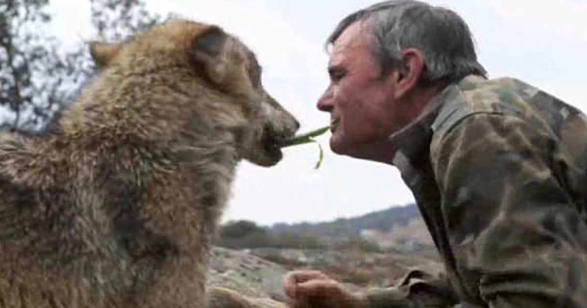 Meet The Guy Who Was Raised By Wolves, And Wants To Return To Them