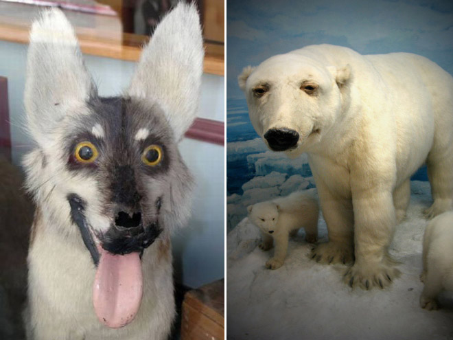 17+ Upsetting (Yet Hilarious) Taxidermy Fails