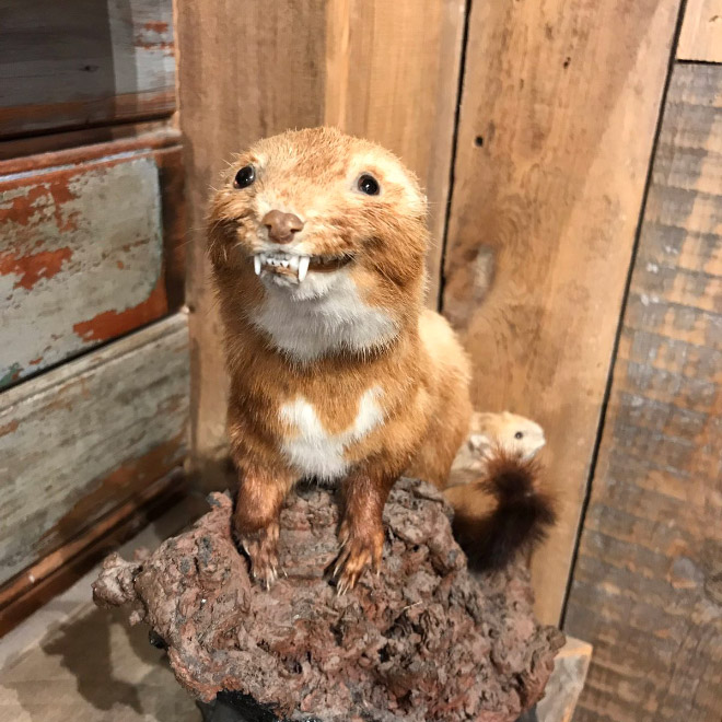 17+ Upsetting (Yet Hilarious) Taxidermy Fails