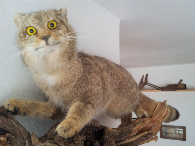 17+ Upsetting (Yet Hilarious) Taxidermy Fails