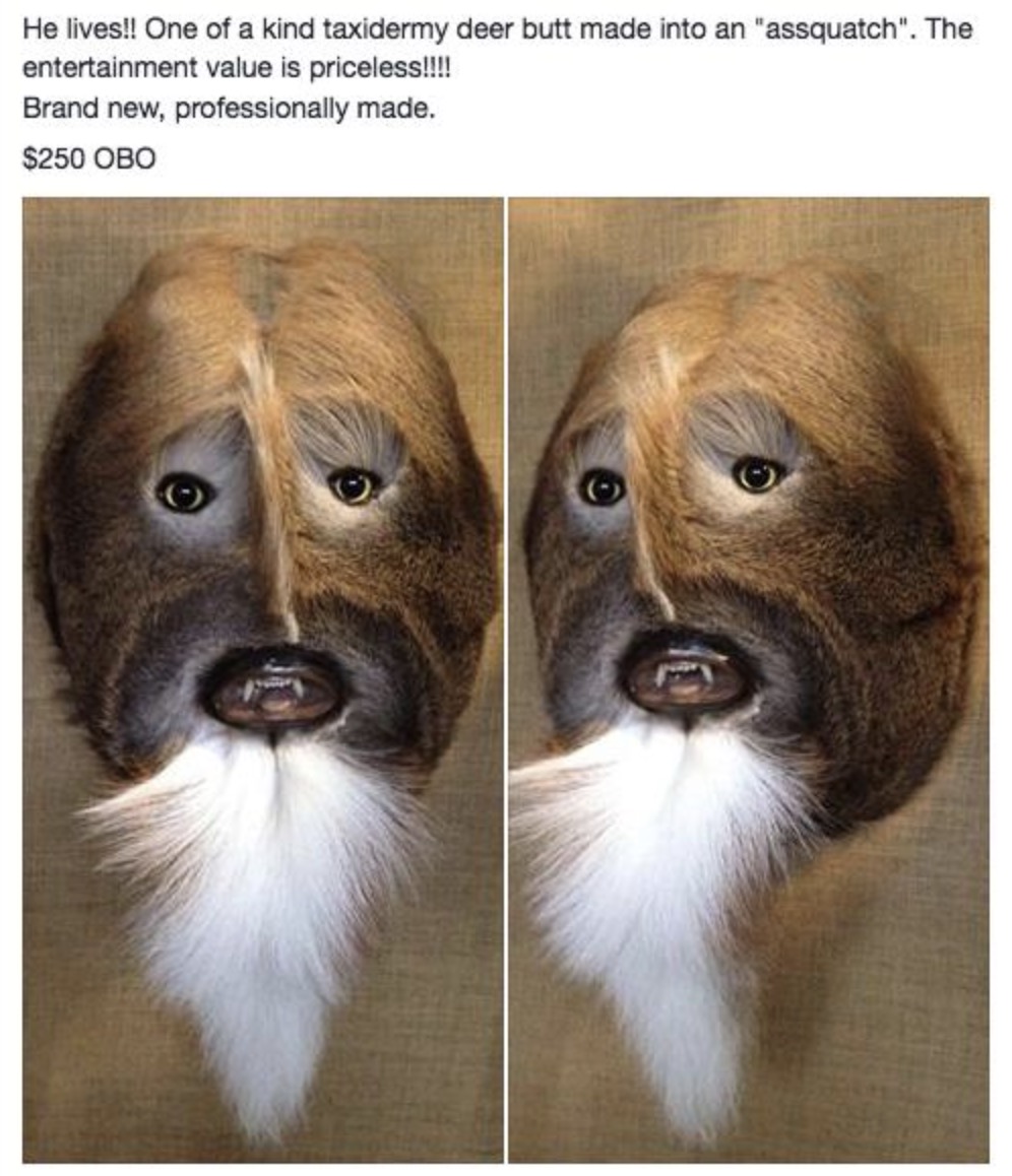 Meet The Assquatch: A Taxidermy Creation Made From A Deer's Butt