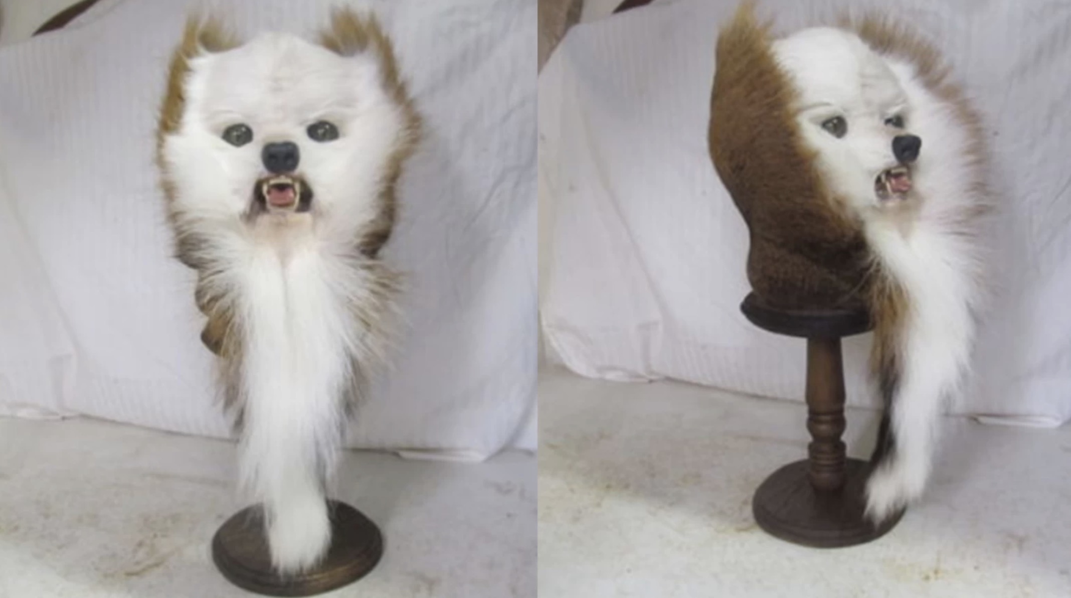 Meet The Assquatch: A Taxidermy Creation Made From A Deer's Butt