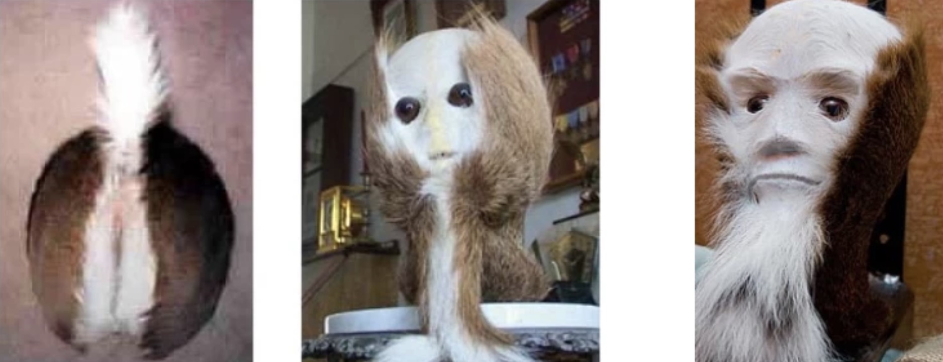 Meet The Assquatch: A Taxidermy Creation Made From A Deer's Butt