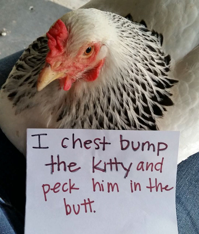 15 Farmers Who "Chicken-Shamed" Their Chickens