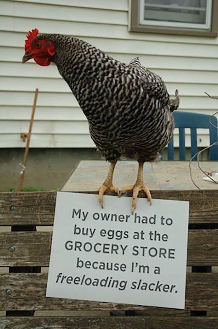 15 Farmers Who "Chicken-Shamed" Their Chickens