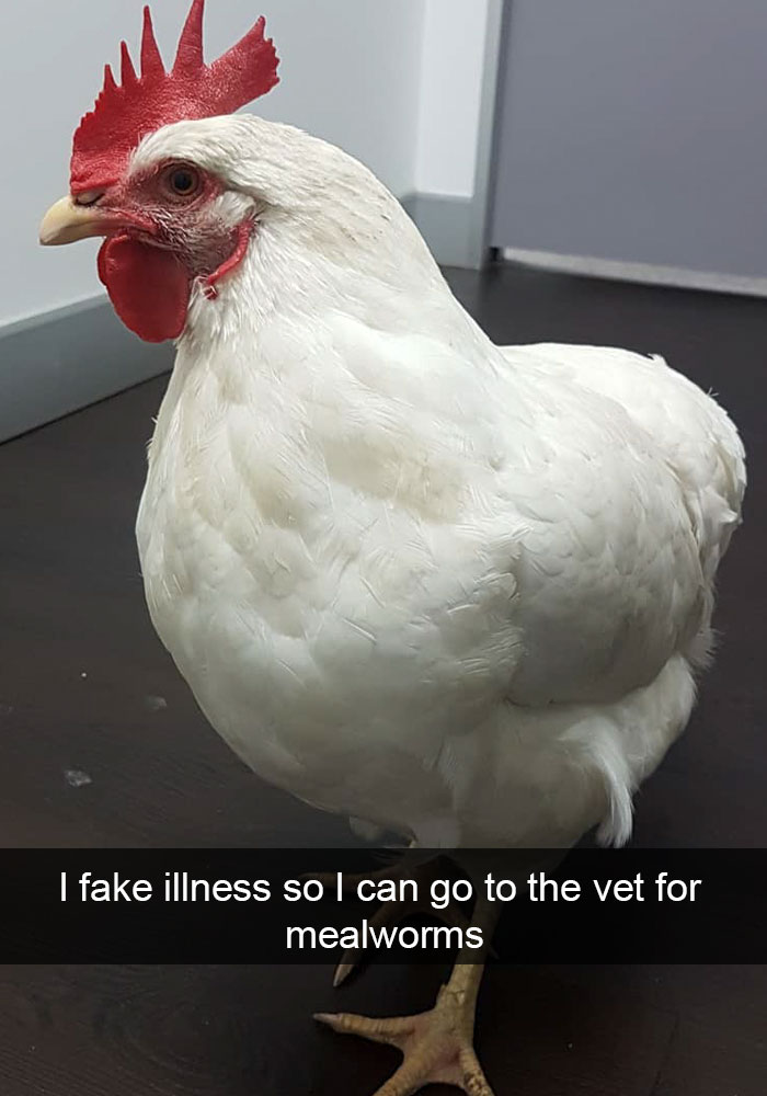 15 Farmers Who "Chicken-Shamed" Their Chickens