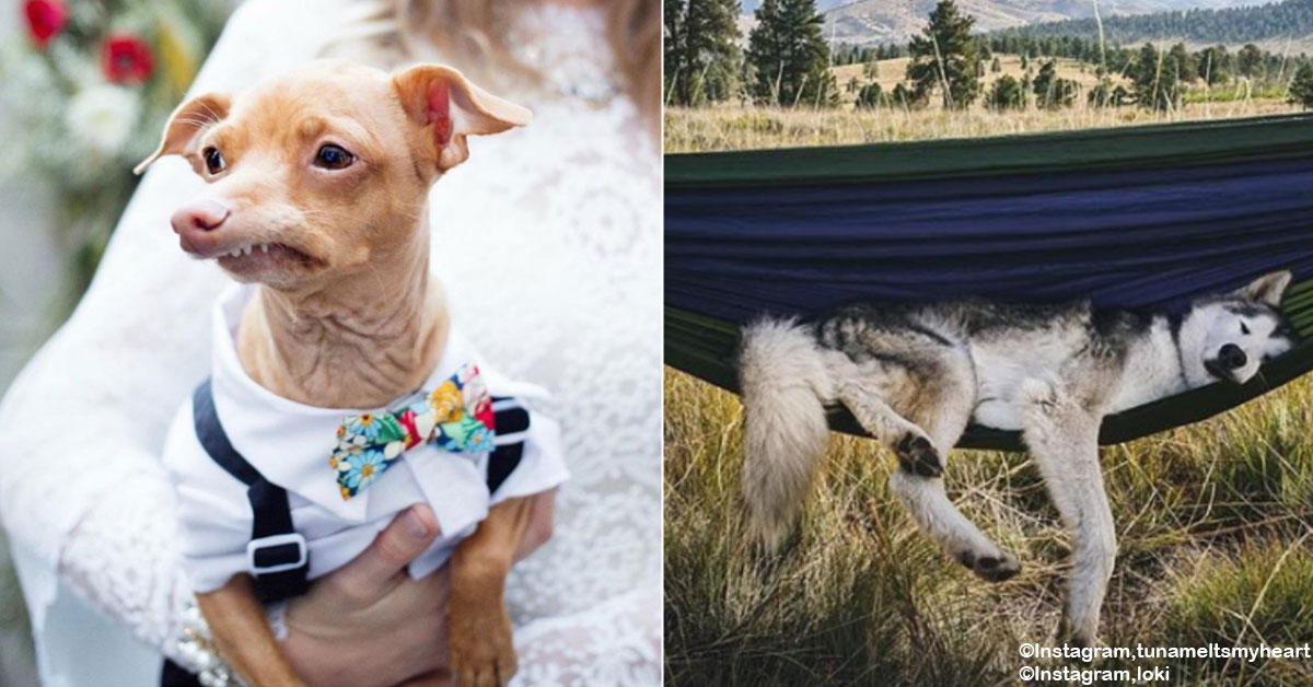Tips for Making Your Average-Looking Dog Instagram Famous