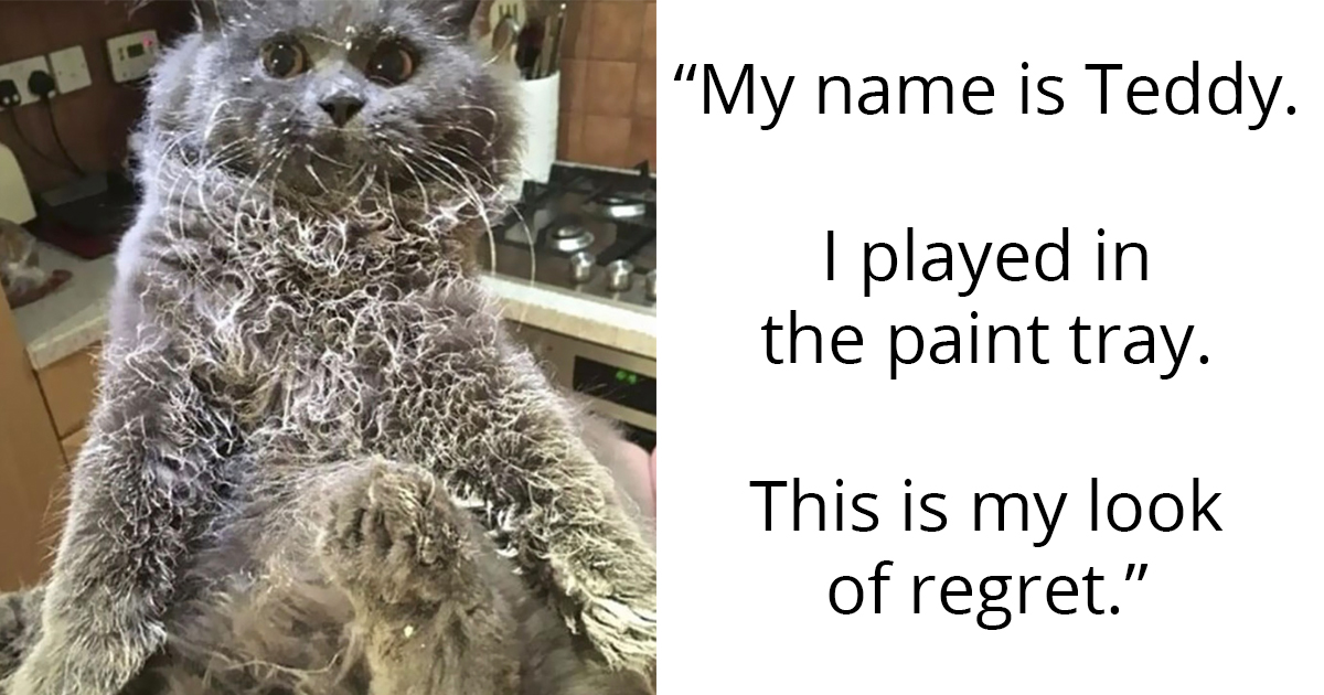 15 Misbehaving Cats Who Were "Shamed" For Their Crimes
