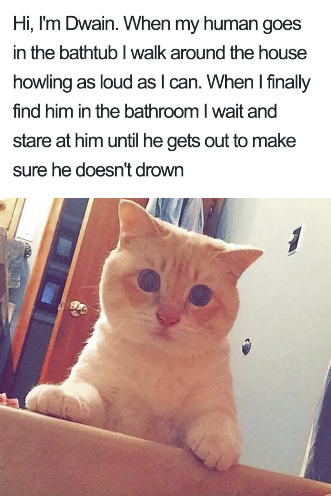 15 Misbehaving Cats Who Were "Shamed" For Their Crimes