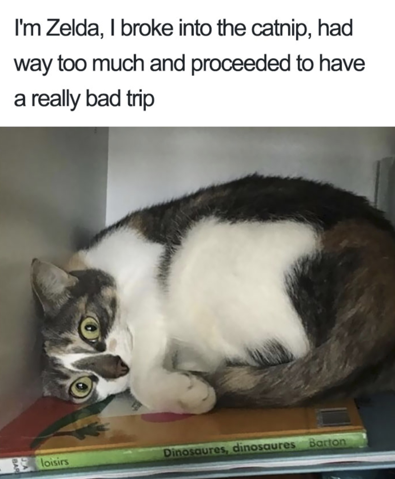 15 Misbehaving Cats Who Were "Shamed" For Their Crimes