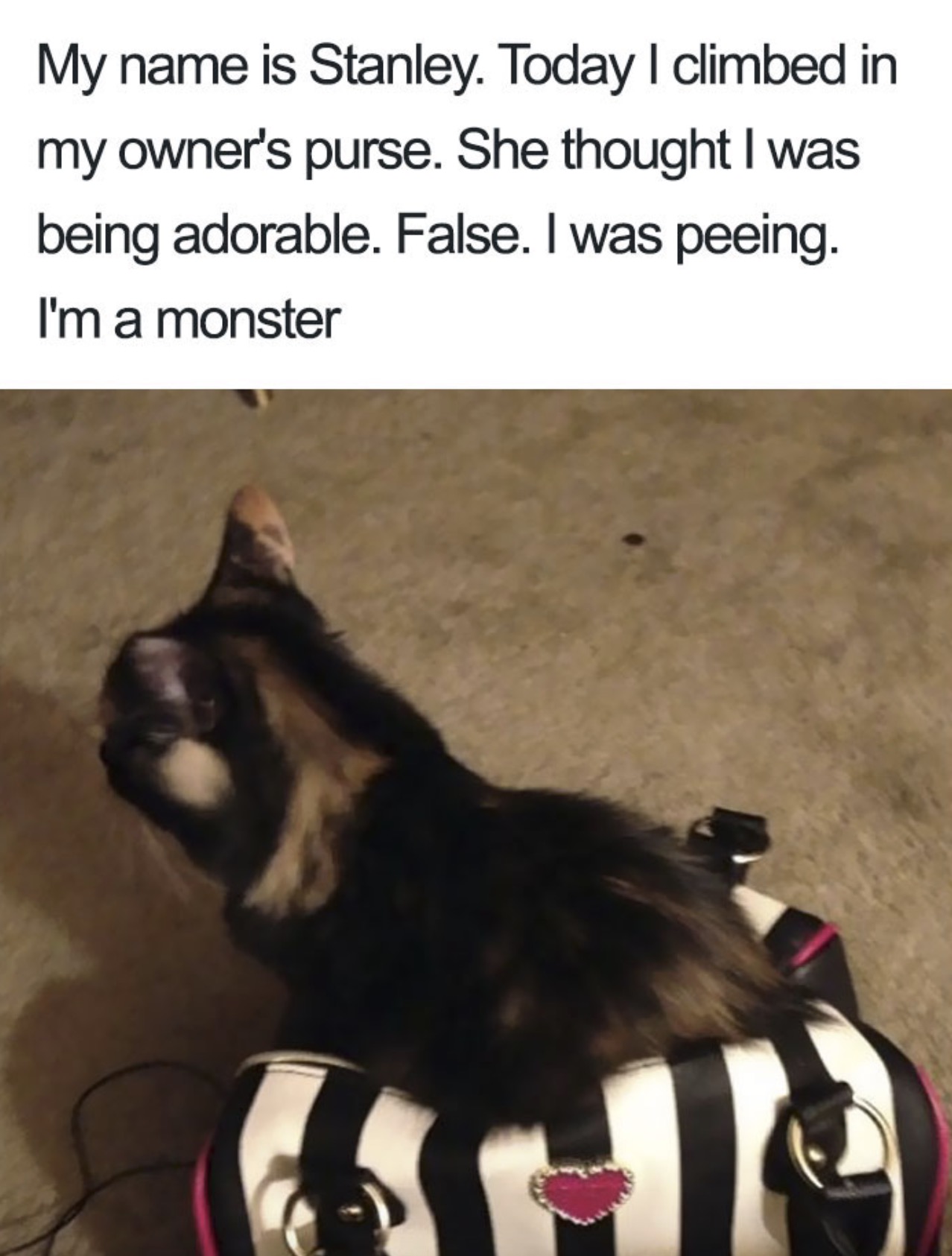 15 Misbehaving Cats Who Were "Shamed" For Their Crimes