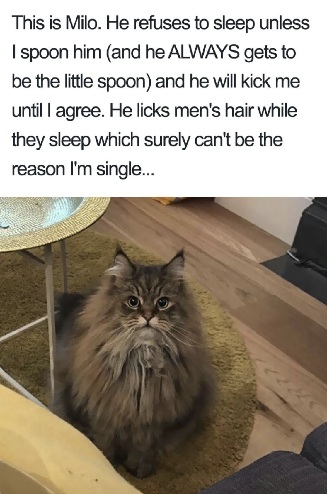 15 Misbehaving Cats Who Were "Shamed" For Their Crimes