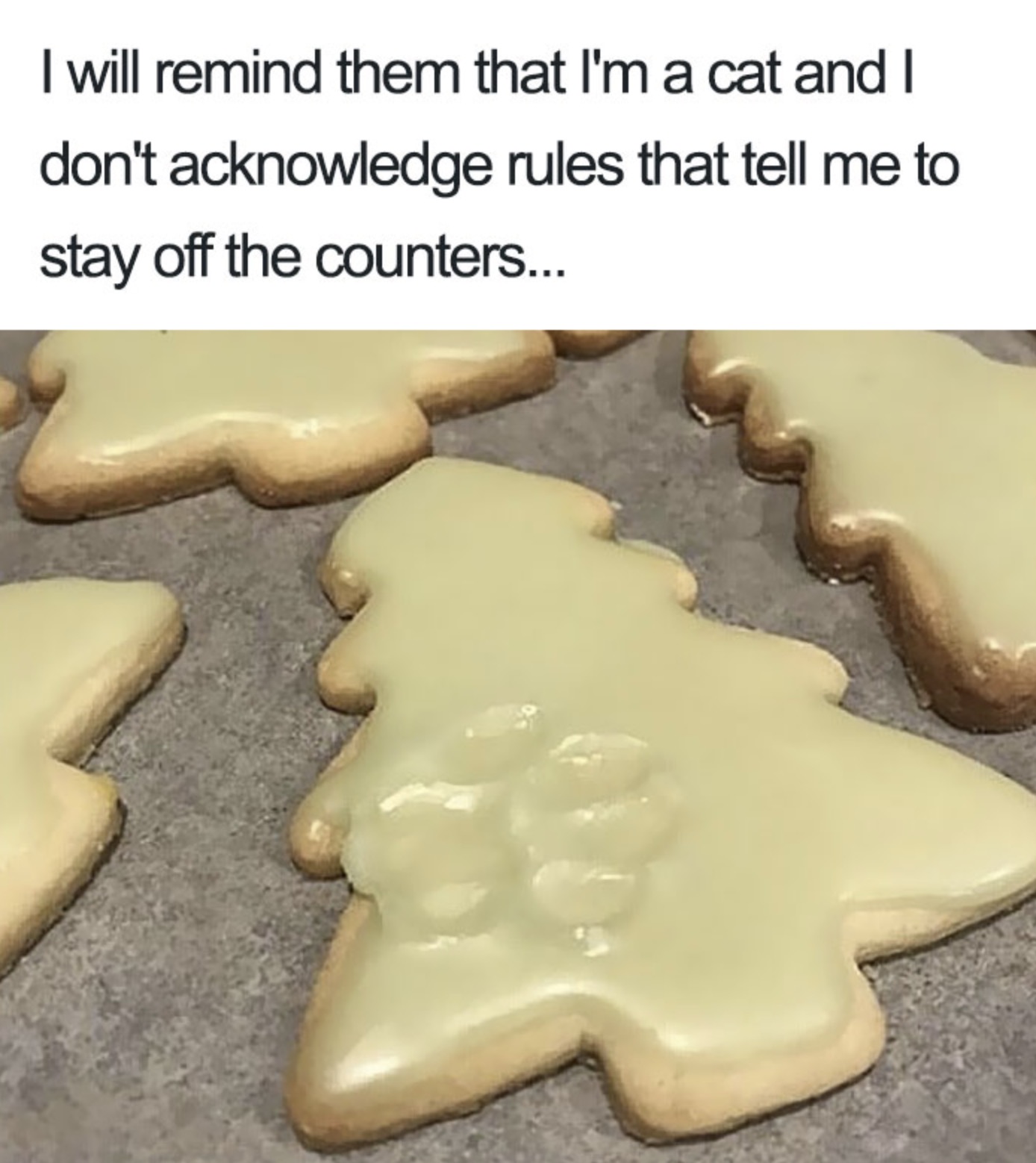 15 Misbehaving Cats Who Were "Shamed" For Their Crimes