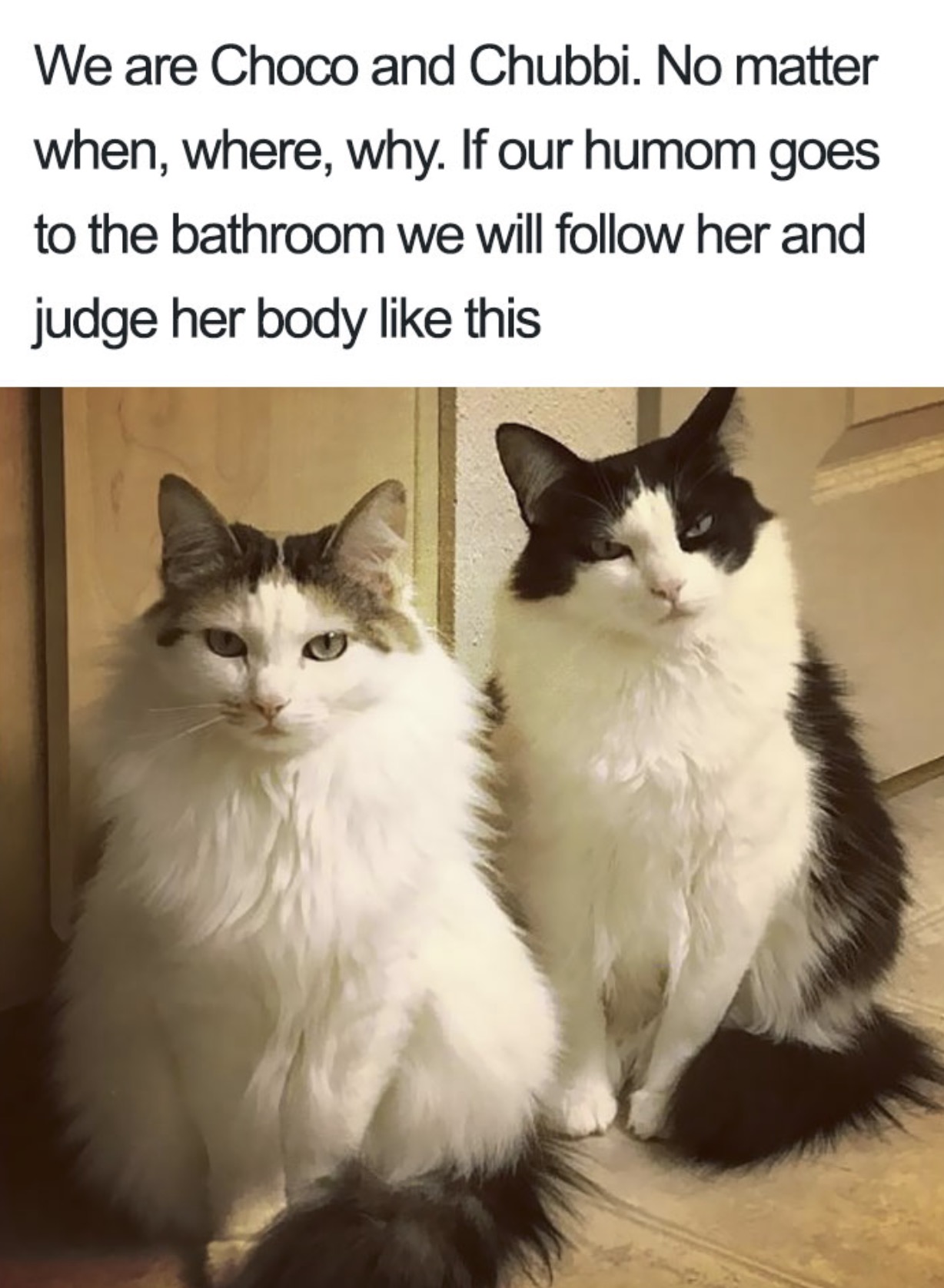 15 Misbehaving Cats Who Were "Shamed" For Their Crimes