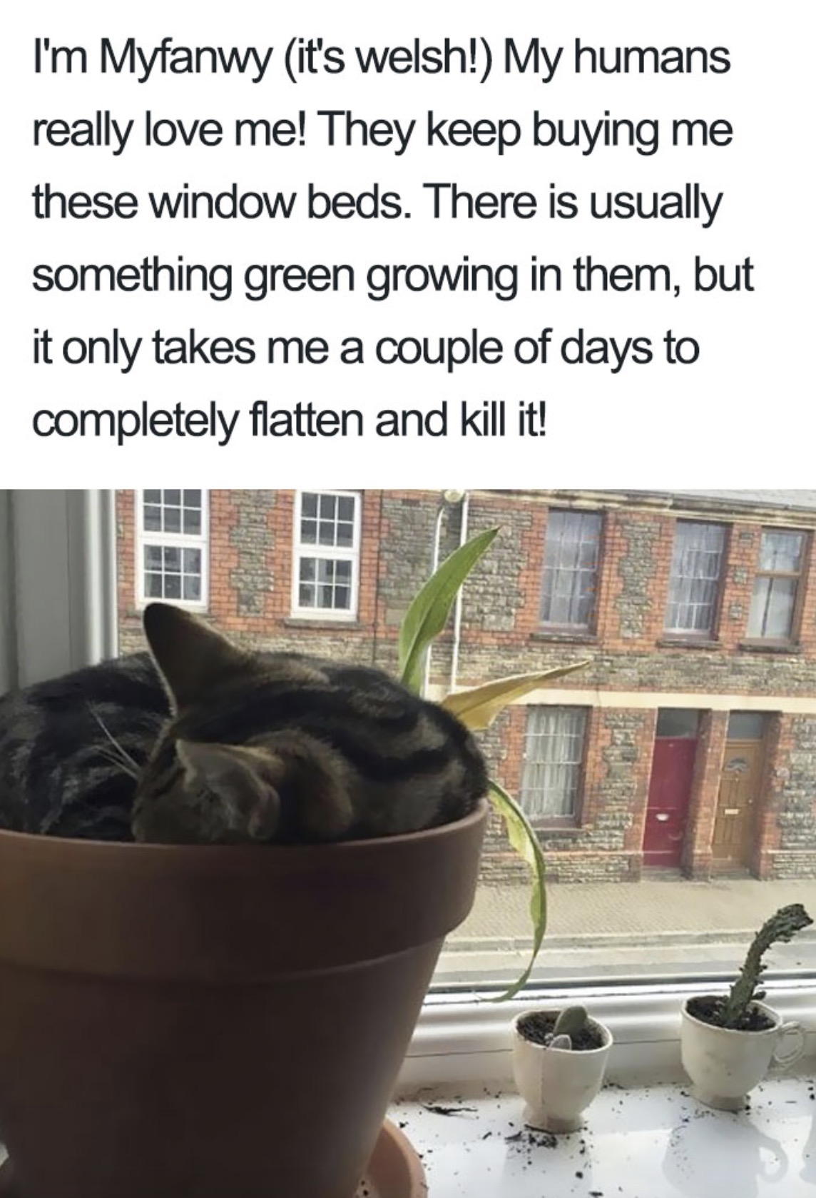 15 Misbehaving Cats Who Were "Shamed" For Their Crimes