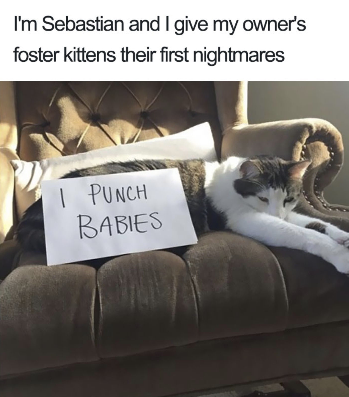 15 Misbehaving Cats Who Were "Shamed" For Their Crimes