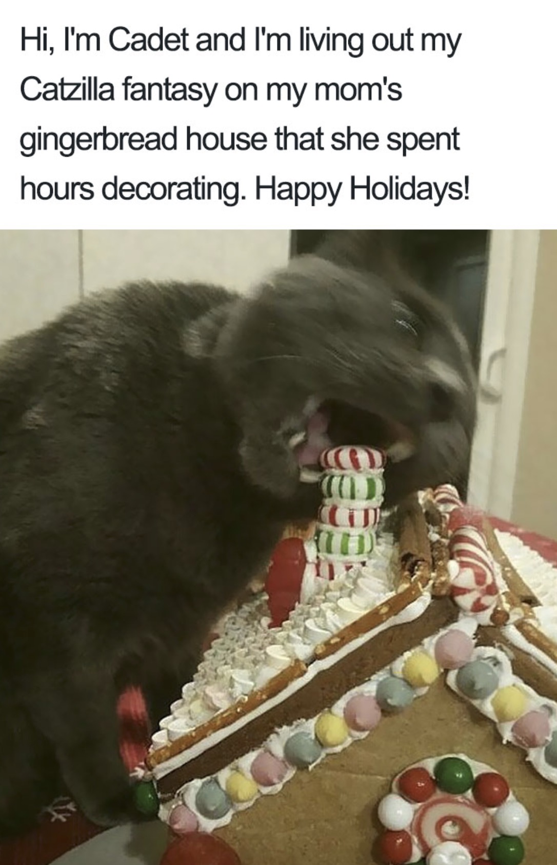 15 Misbehaving Cats Who Were "Shamed" For Their Crimes