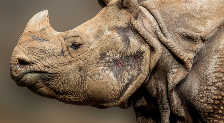 This Infographic Shows Which Mammals in Africa Are Most at Risk