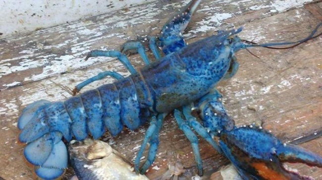 12+ Strange and Wonderful Pictures for All You Curious Peeps out There