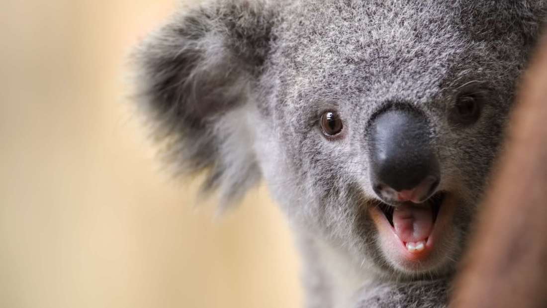 6 Adorable Animals That Can Actually Become Very Violent