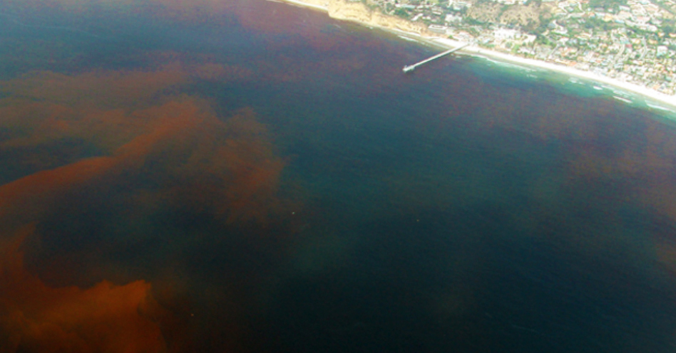 What Causes a Red Tide - And Can We Stop It?