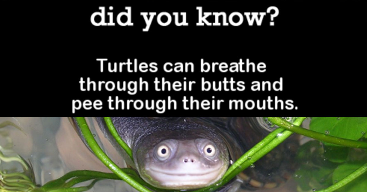 10 Mind-Blowing Facts That Are 100% True