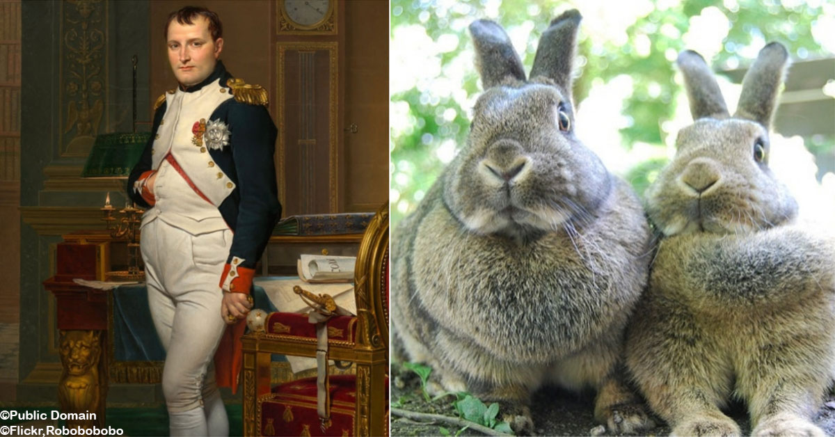 Did You Know Napoleon Was Once Attacked by Rabbits?