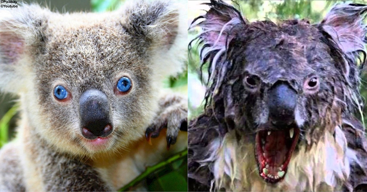 6 Adorable Animals That Are Actually Very Violent