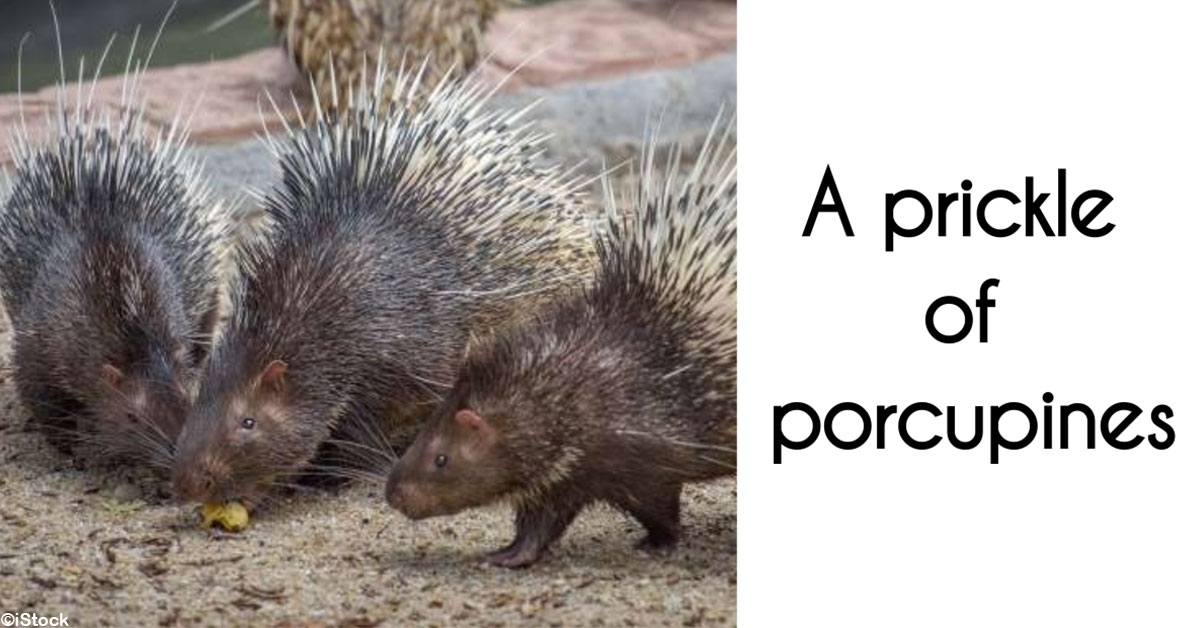 20 Collective Nouns for Some of Your Favorite Groups of Animals