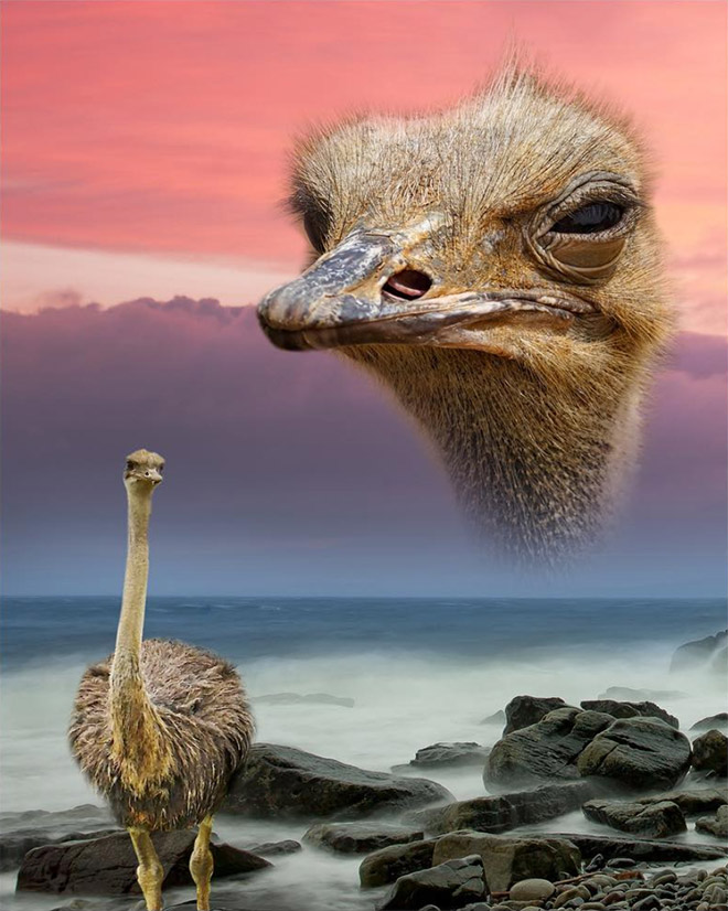 Check out These Amazing Animal Glamour Shots