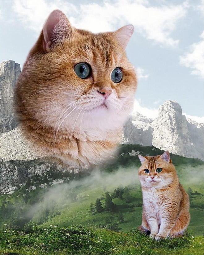 Check out These Amazing Animal Glamour Shots